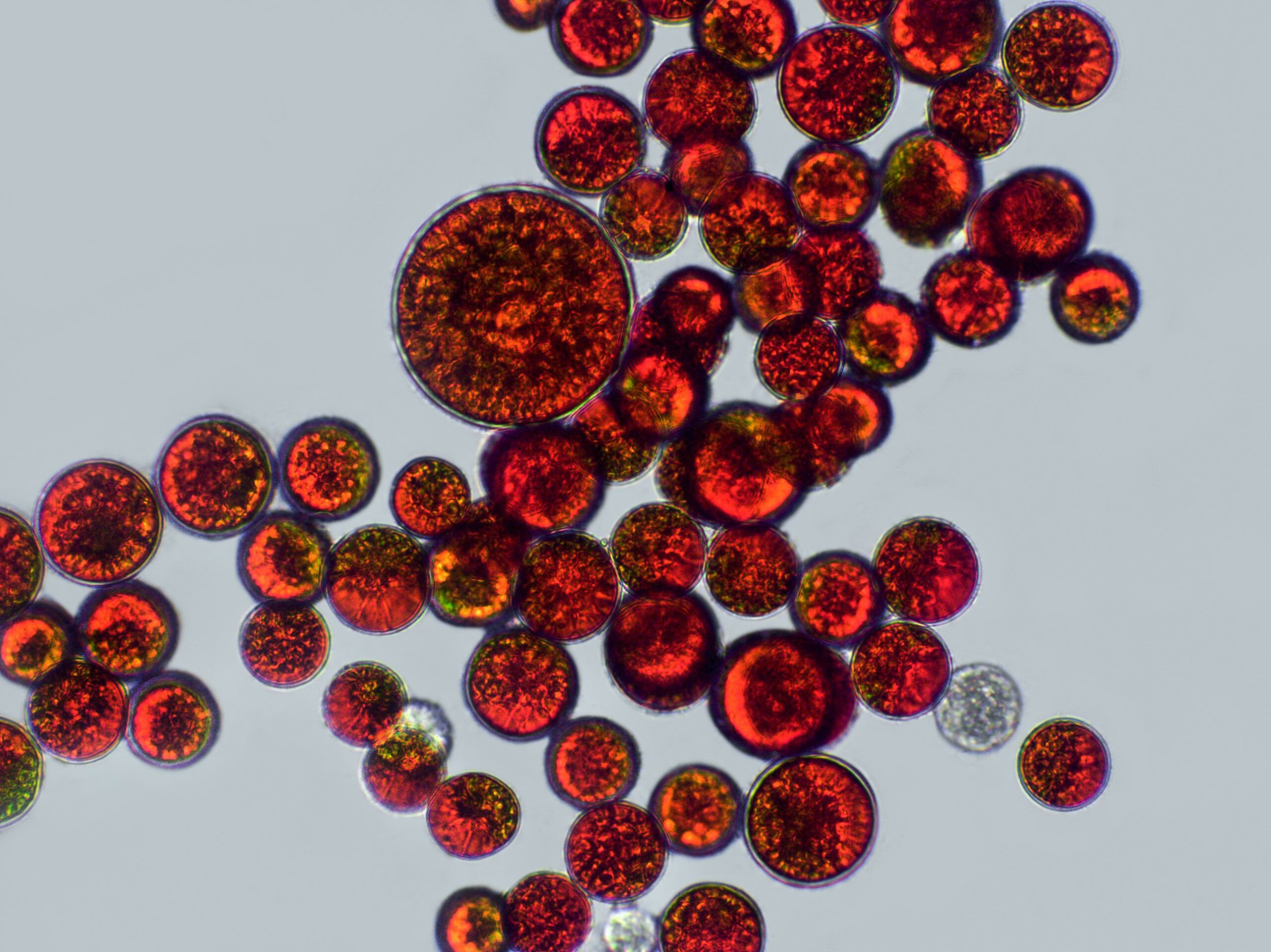 Interview: The beauty of natural antioxidants - BDI-BioLife Science