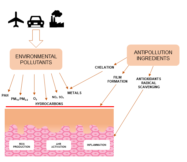 Astaxanthin – the perfect choice for anti-pollution products - BDI ...