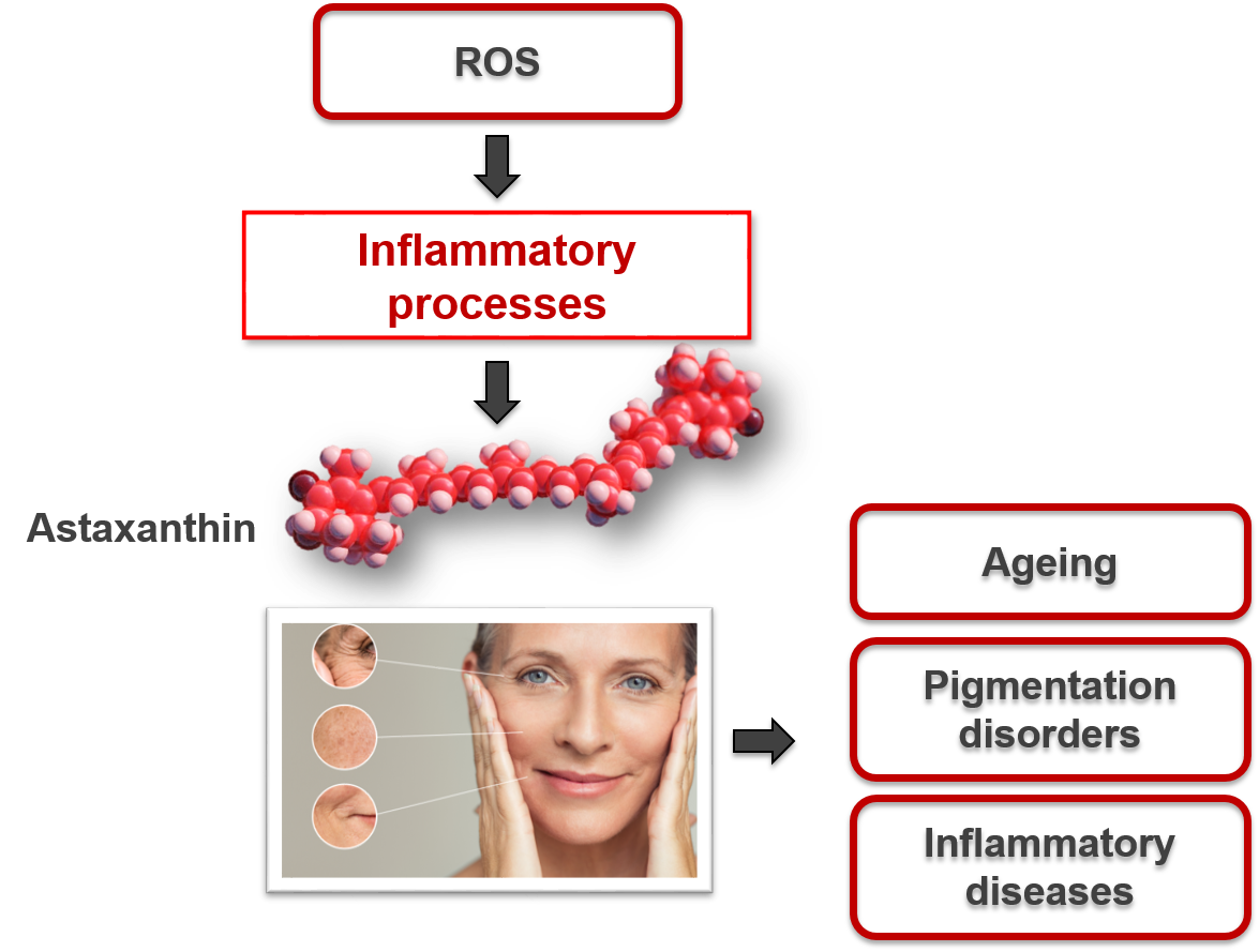 Astaxanthin – the perfect choice for anti-pollution products - BDI ...