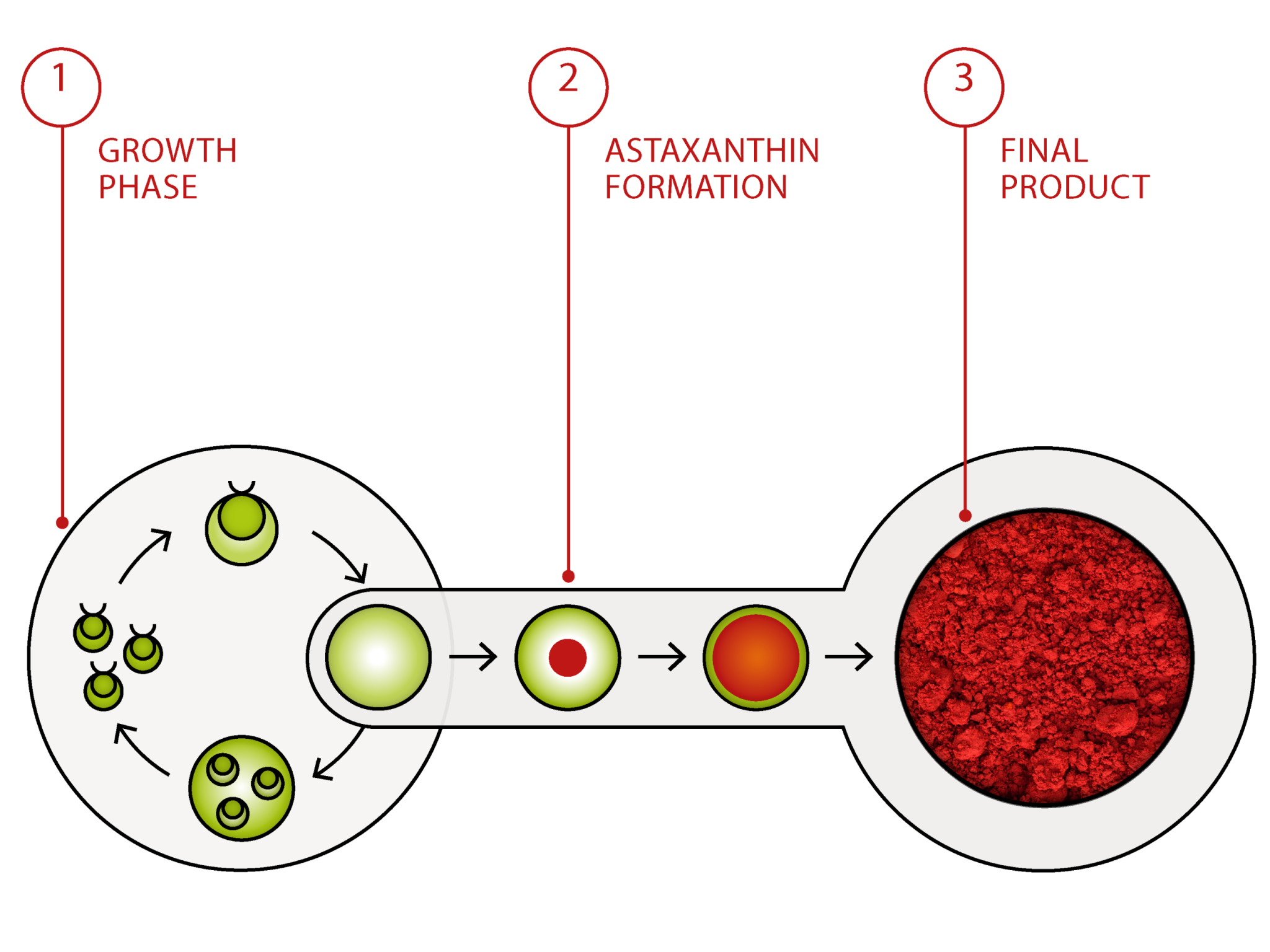 Natural Astaxanthin | BDI-BioLife Science